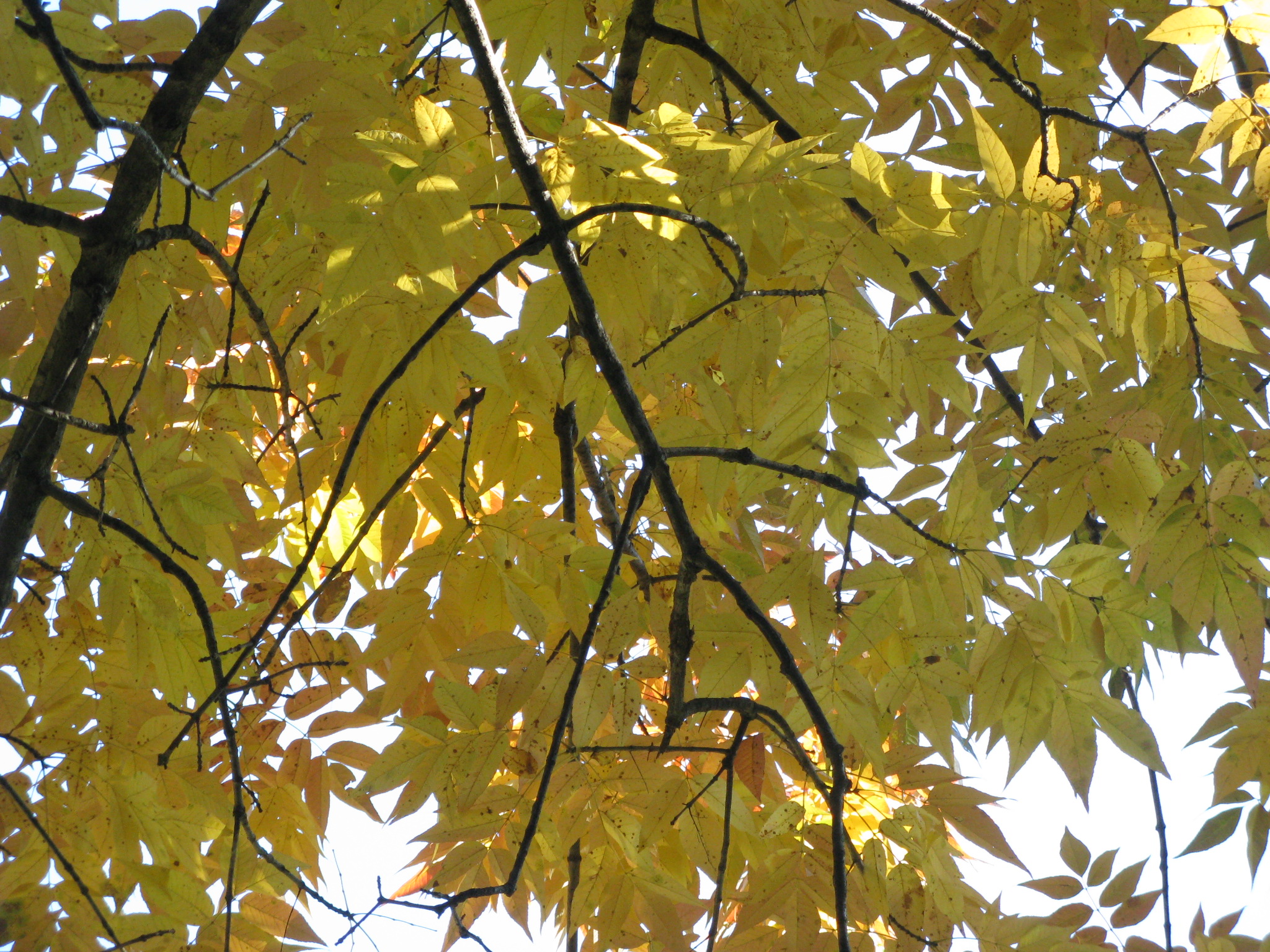 Now is a good time to see ash trees | Friesner Herbarium Blog about ...