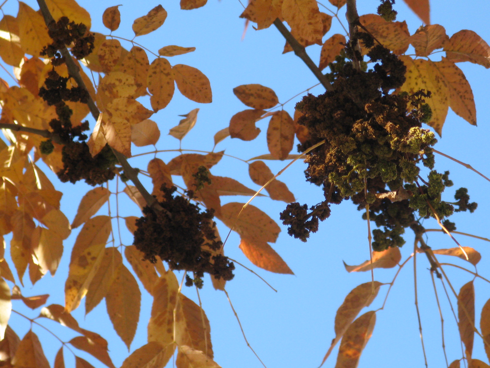 Now is a good time to see ash trees | Friesner Herbarium Blog about ...
