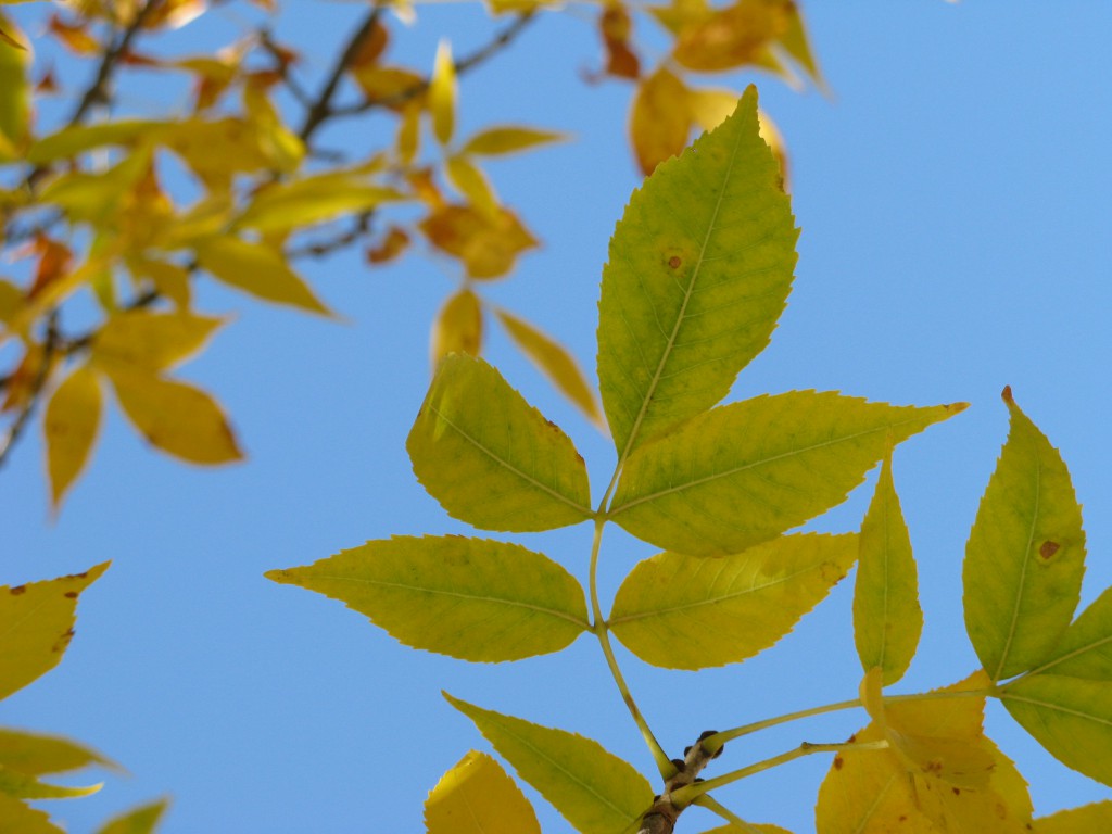Now is a good time to see ash trees | Friesner Herbarium Blog about ...