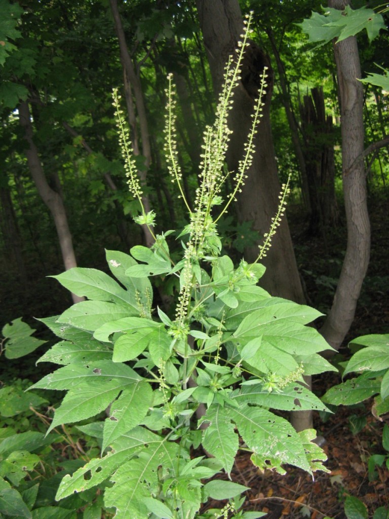 Friesner Herbarium Blog about Indiana Plants | Timely seasonal ...