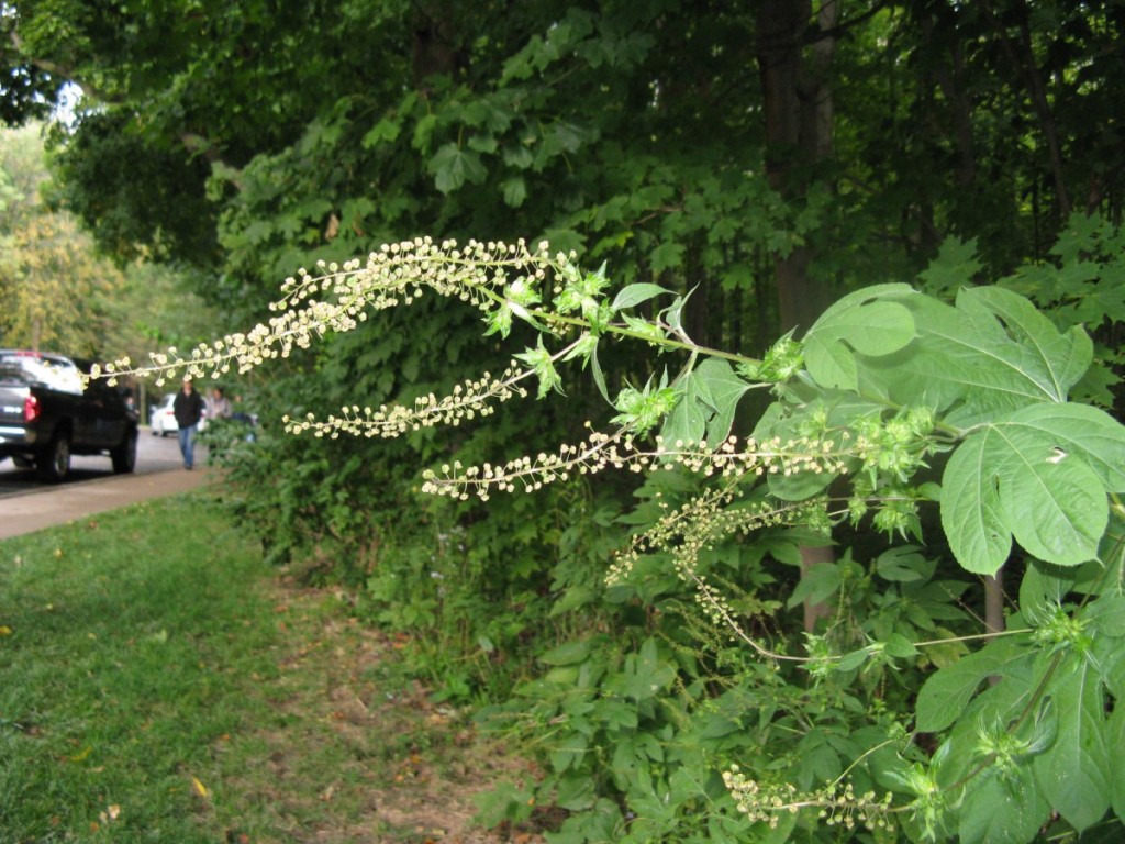 Ragweed = Food of the Gods? | Friesner Herbarium Blog about Indiana Plants