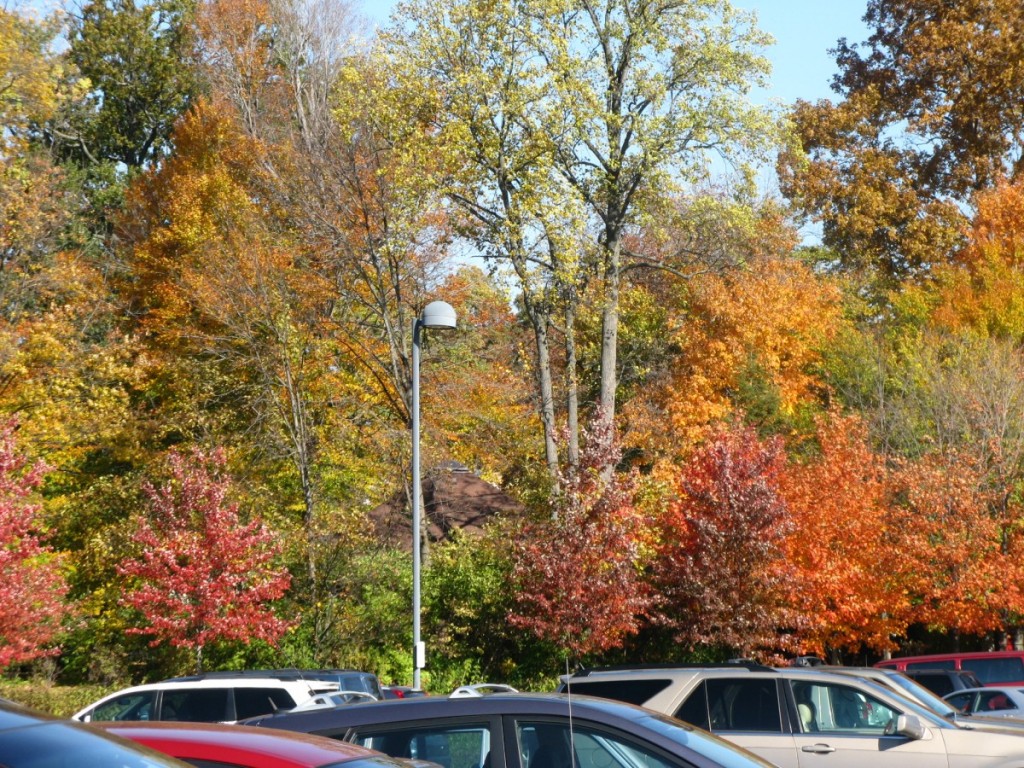 Friesner Herbarium Blog about Indiana Plants | Timely seasonal ...