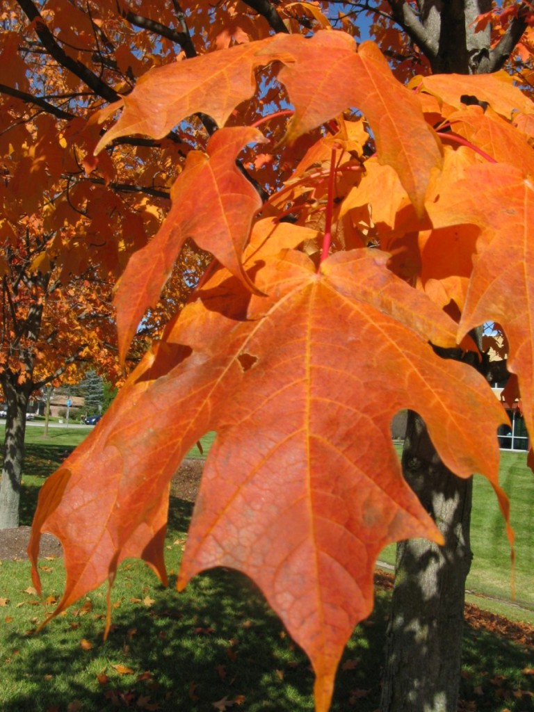 Friesner Herbarium Blog about Indiana Plants | Timely seasonal ...