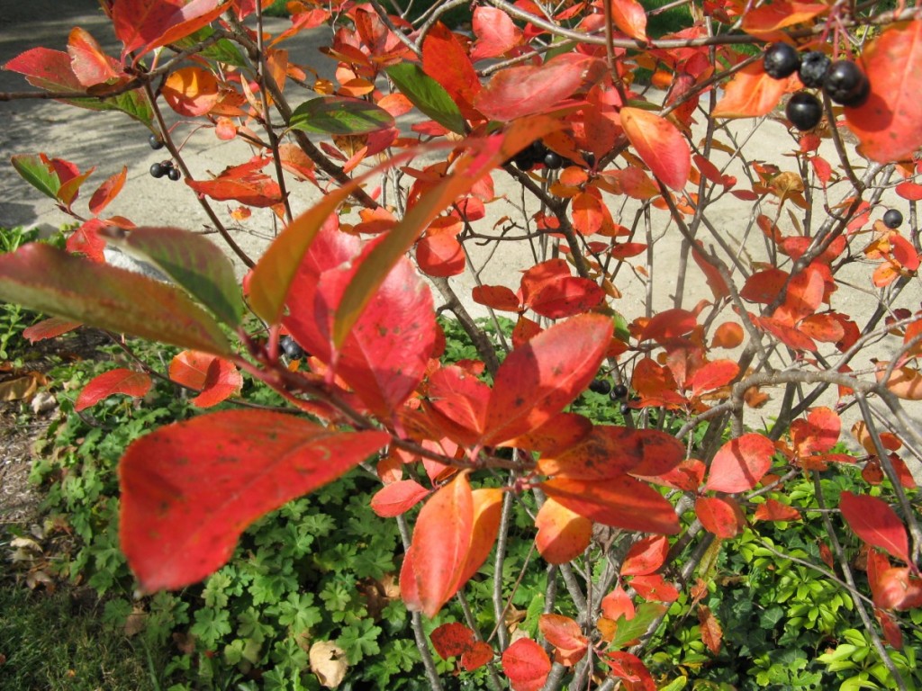 Friesner Herbarium Blog about Indiana Plants | Timely seasonal ...