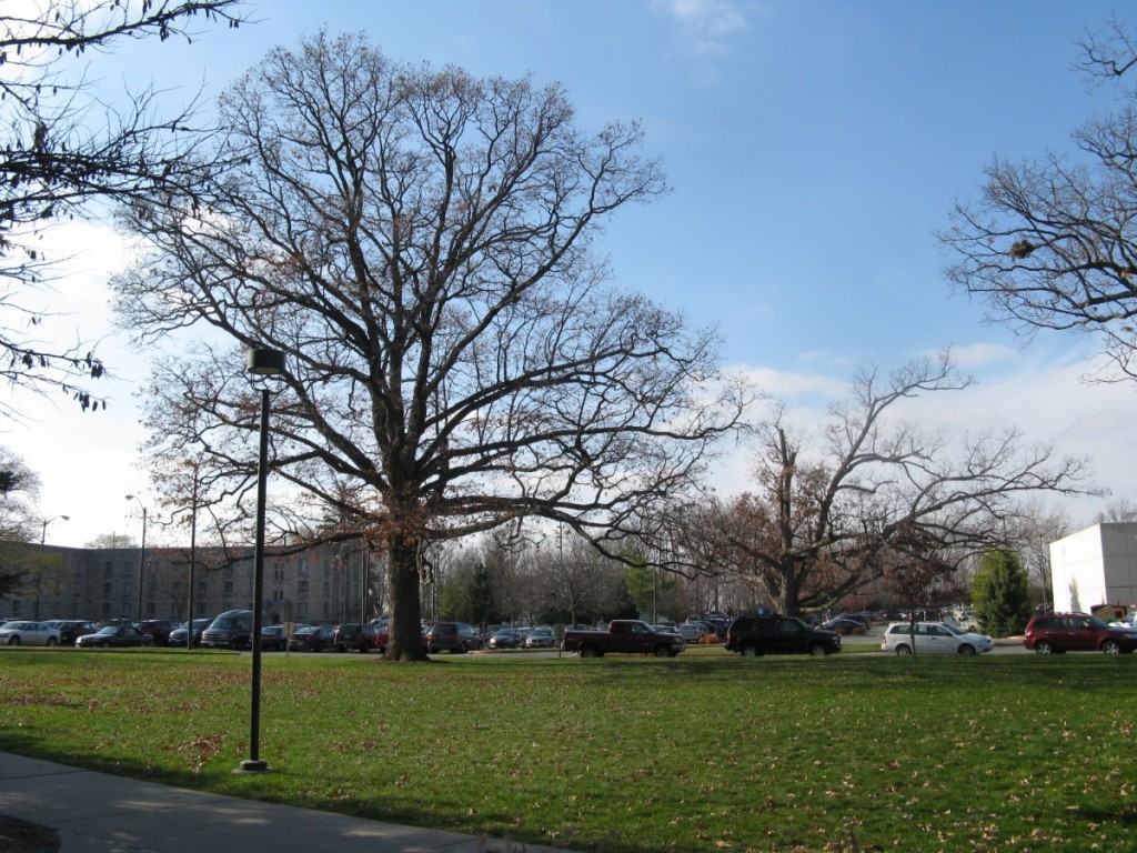 Friesner Herbarium Blog about Indiana Plants | Timely seasonal ...