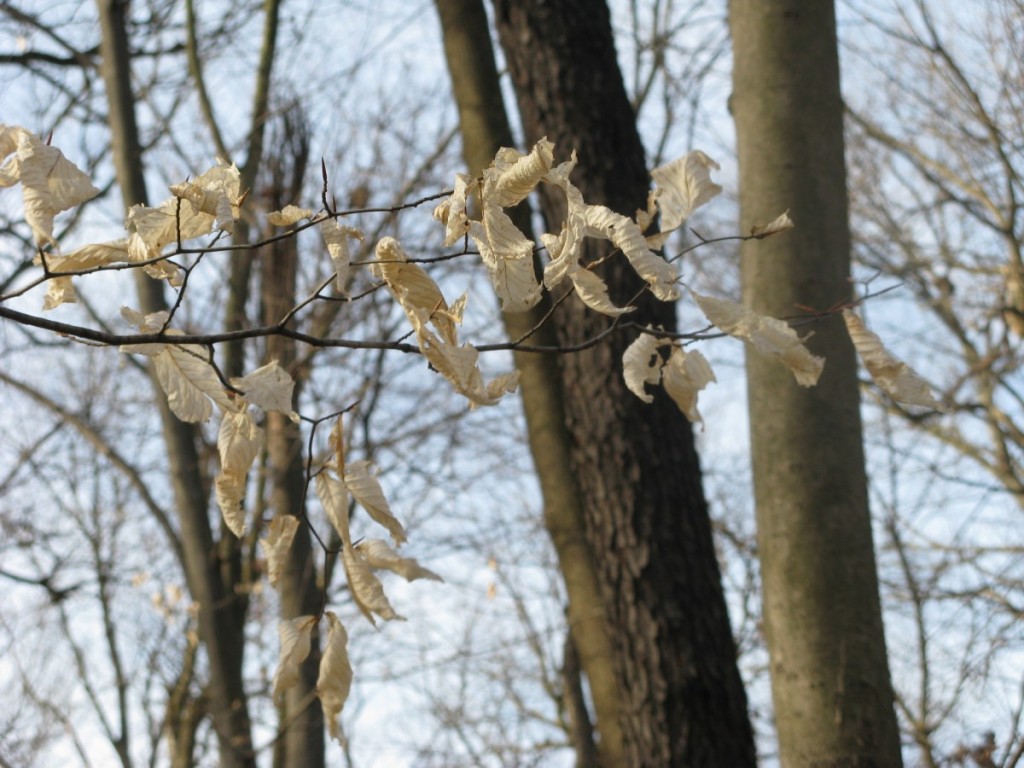 Friesner Herbarium Blog about Indiana Plants | Timely seasonal ...