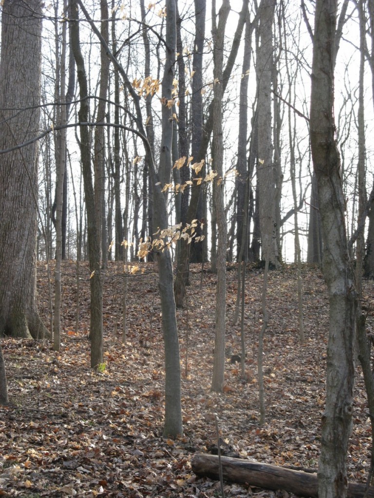 Beech trees are easy to see in the woods this time of year | Friesner ...