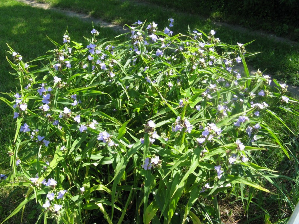 Friesner Herbarium Blog about Indiana Plants | Timely seasonal ...