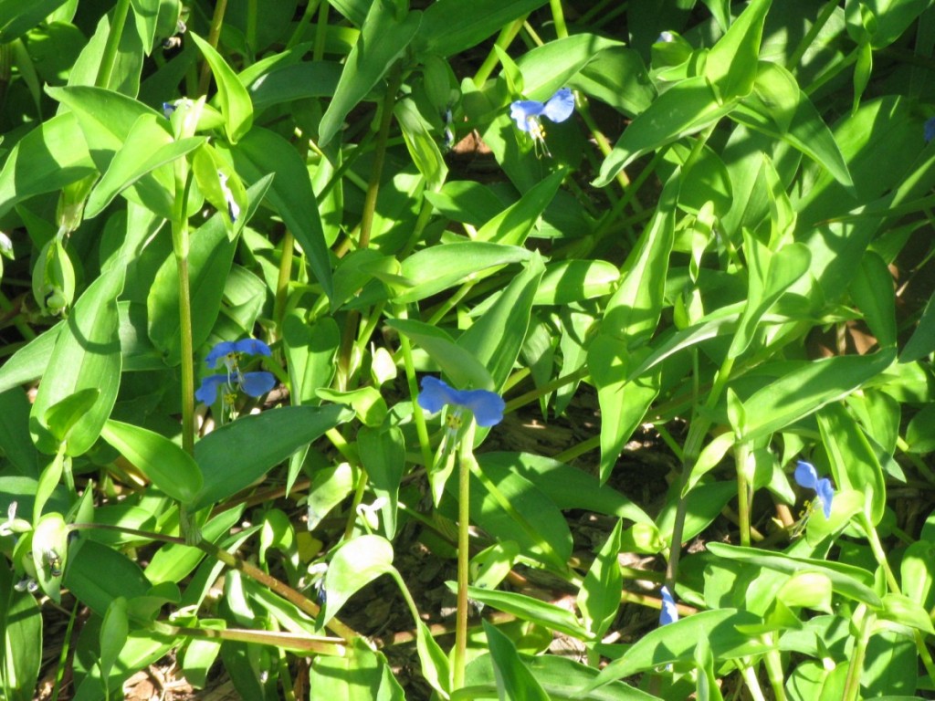 Friesner Herbarium Blog about Indiana Plants | Timely seasonal ...