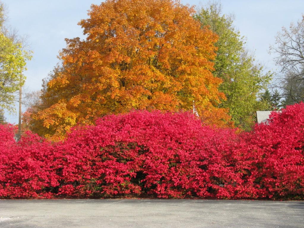 Friesner Herbarium Blog about Indiana Plants | Timely seasonal ...